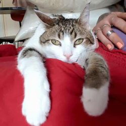 Mr. Chat, Paralyzed in a Fall, Has a Happy and Playful Life - Catster