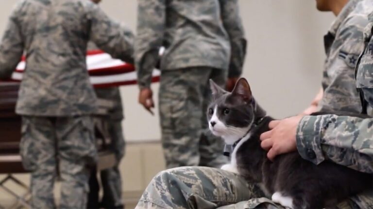 Can Cats Be Service Animals? - Catster