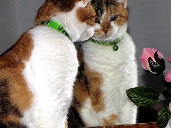 8 Photos of Cats Who Are Ready for Their Hot Dates - Catster