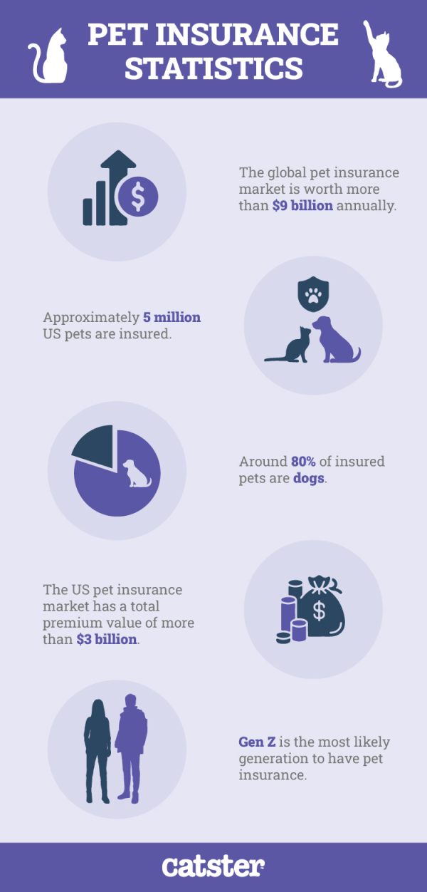 16 Pet Insurance Facts & Statistics in 2026 (Vet-Reviewed) - Catster