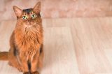 The Best Flooring for Cats - Catster