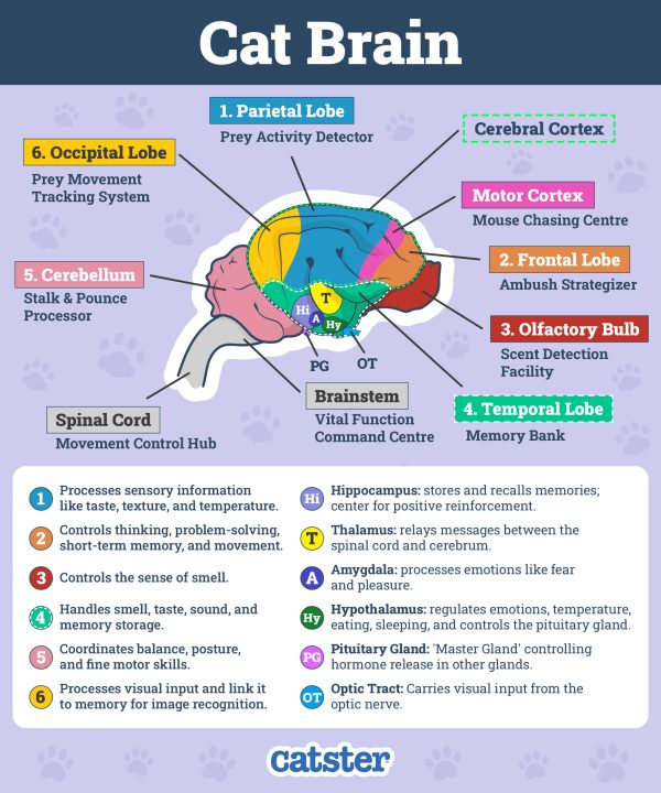 Cat Brain Anatomy: Vet-Verified Facts & Common Disorders - Catster