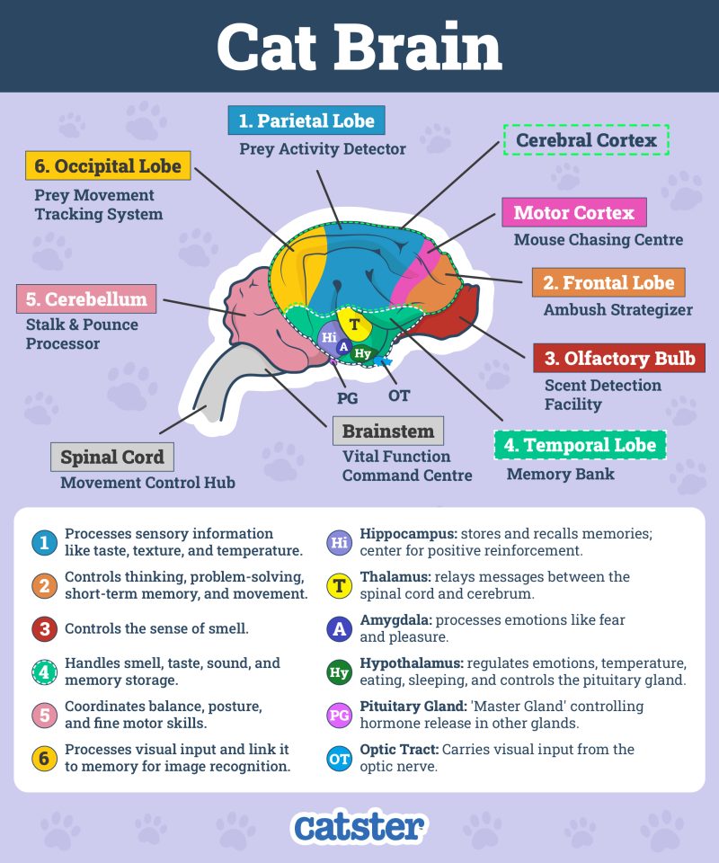Cat Brain vs Human Brain: Differences Explained (With Infographic ...