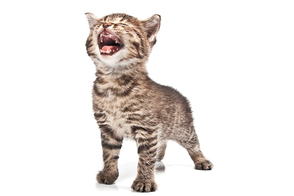 6 Cat Meow Sounds and What They Mean - Catster 6 Cat Meow Sounds and What They Mean - Catster