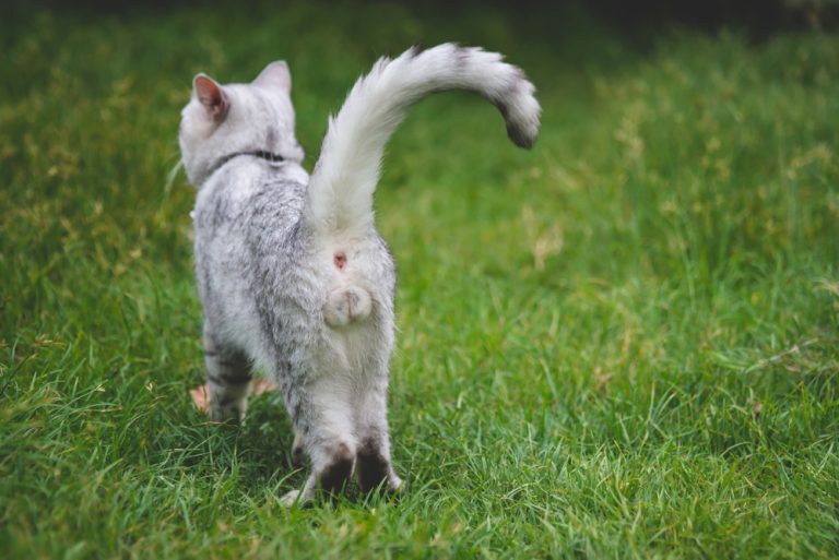 Cat Private Parts: Vet-Verified Facts & FAQ About Feline Genitals - Catster