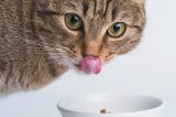 How Do Cats Taste Their Food? Vet-Approved Anatomy Facts - Catster