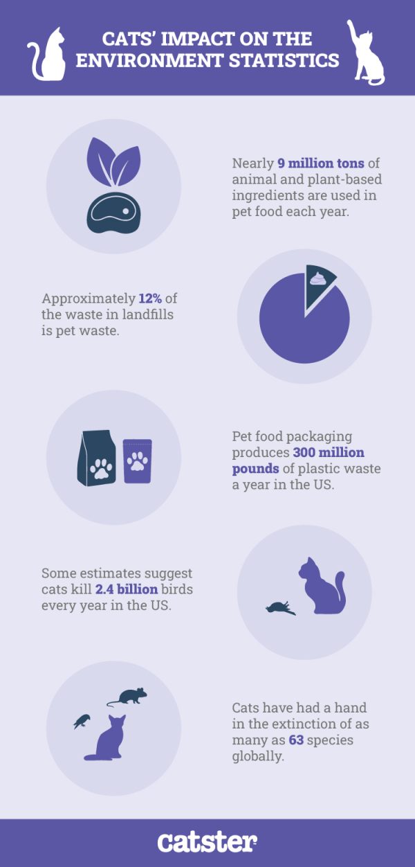 Cats’ Impact on the Environment: Vet-Verified Facts & Statistics - Catster
