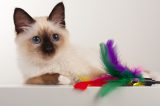 Birman Cat Breed: Info, Pictures, Facts, & Characteristics - Catster