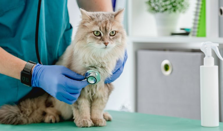 Veterinary Abbreviations & Acronyms: 10 Common Terms Explained - Catster