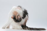Cat Butts & How They Provide Crucial Info About Your Kitty's Health ...
