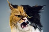 How to Speak Cat: Feline Language Basics - Catster