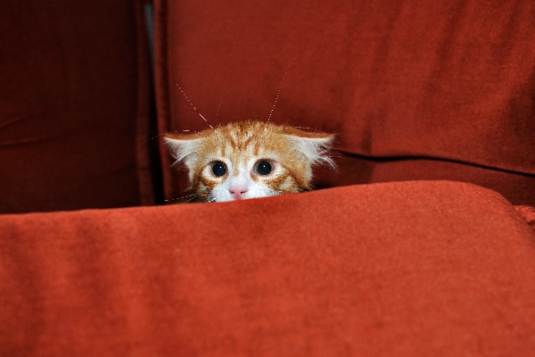 What Are Cats Scared Of? 6 Feline Fears & How to Help - Catster What Are Cats Scared Of? 6 Feline Fears & How to Help - Catster
