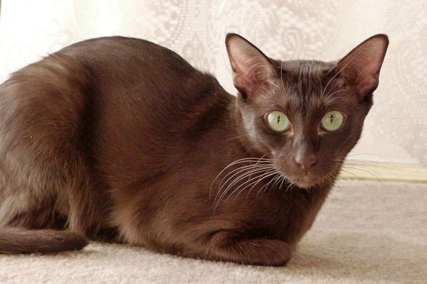 Havana Brown Cat Breed: Info, Pictures, Temperament & Traits - Catster