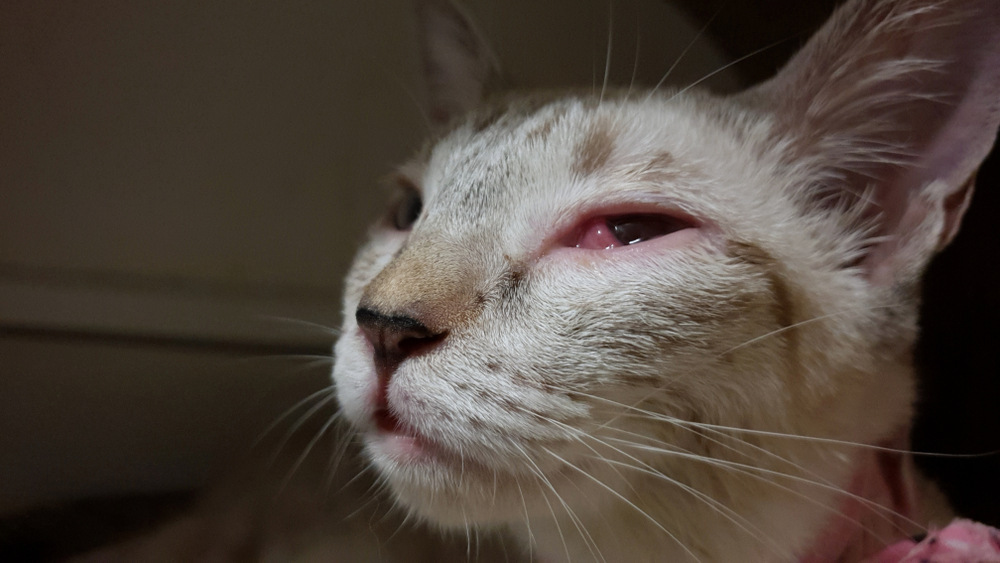What Is Uveitis in Cats and How Do You Treat It?