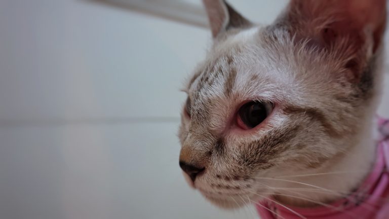 What Is Uveitis in Cats and How Do You Treat It?