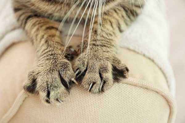 Cat Horned Paws: Our Vet Explains What It Is & What to Do - Catster