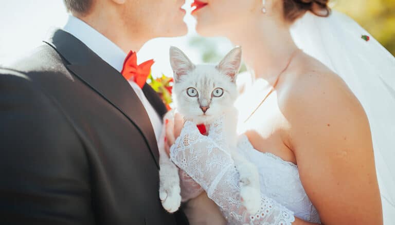 Cat Weddings: How To Incorporate Your Cat Into Your Wedding - Catster
