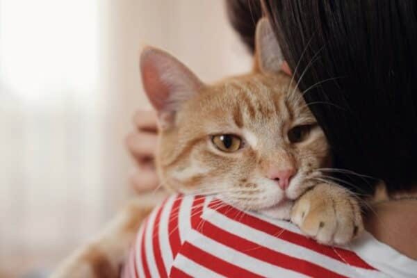 How to Evacuate With Cats: 7 Vet-Approved Tips on Preparing for ...