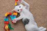 Wondering How to Play With a Cat? Here's How at Every Age
