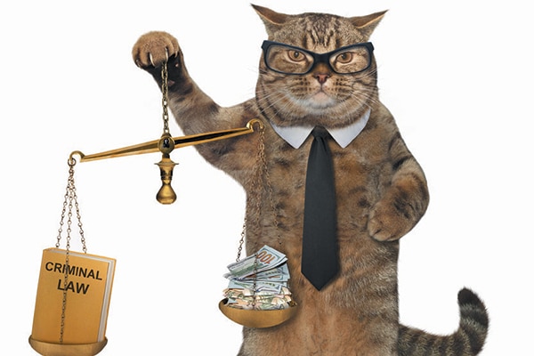 Do You Have a Senile Cat? - Catster