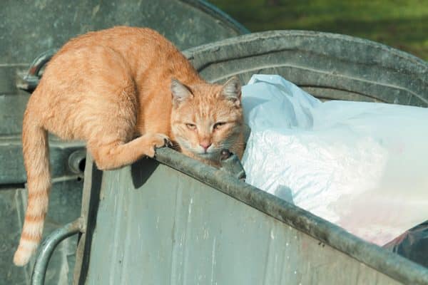 Bumble the Cat: Transforming the Neighborhood Nightmare - dog and cat pet