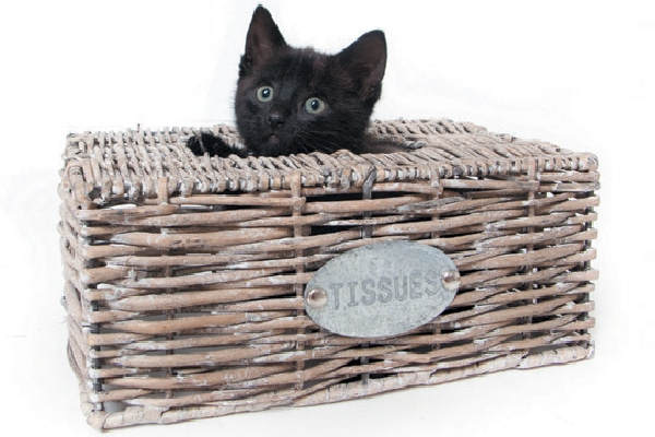 Let's Talk Cat Colds — Causes, Treatments and More - Catster