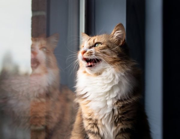 How to Cat Proof Windows With 9 Simple Tips - Catster
