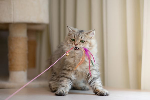 Cat Pouncing: Vet-Verified Behavior Explained & Solutions - Catster