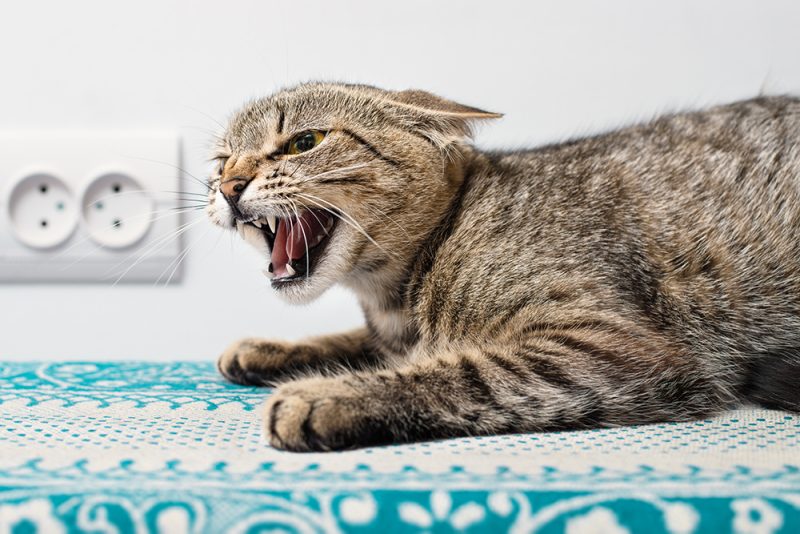 Cat Pouncing: Vet-Verified Behavior Explained & Solutions - Catster