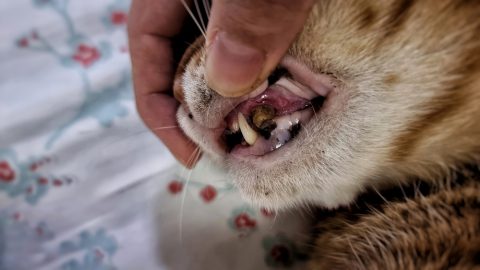 Is Your Cat Losing Teeth? What’s Normal & When to Worry (Vet-Verified ...