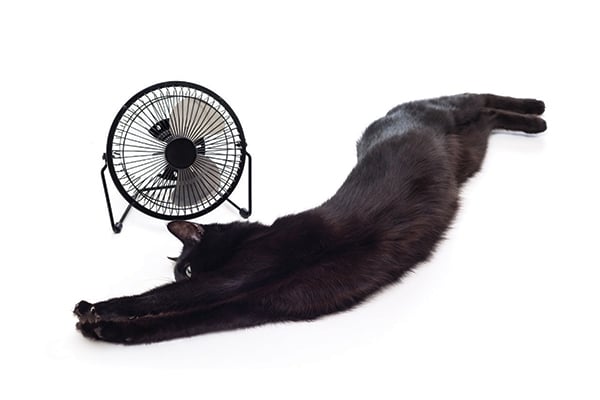 Fun Ways Cats Get Their Chill On - Catster