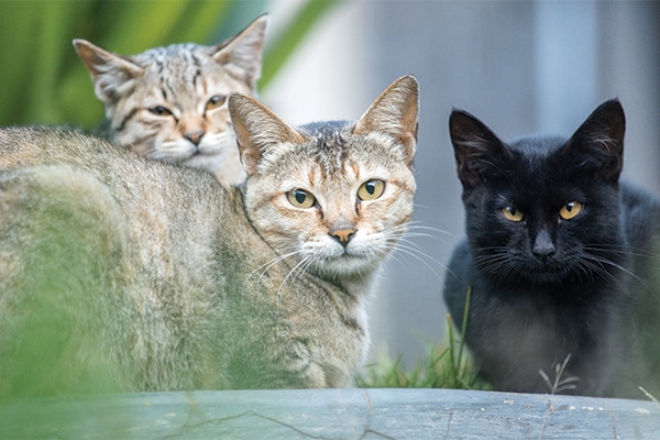 The Snip That Saves Lives - Cat Empire