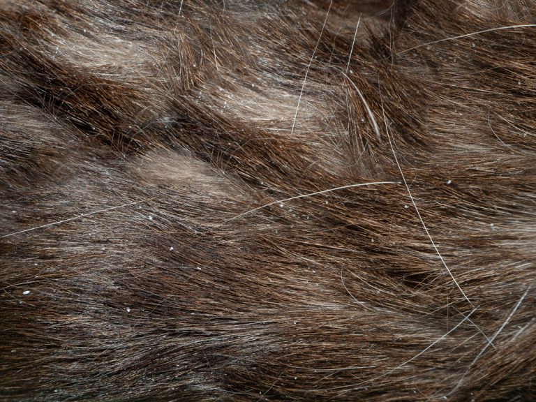 10 Common Cat Skin Problems & How to Handle Them (Vet Answer) - Catster