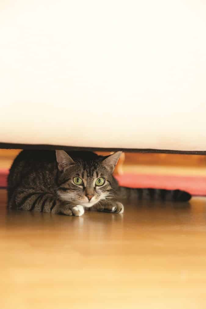 Common Rescue Cat Behavior Problems - Catster