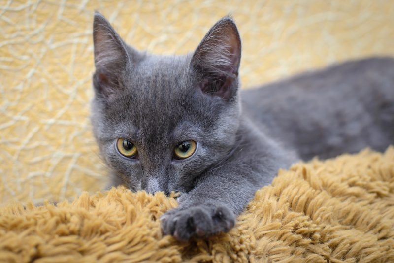 The Real Reasons Kittens Suckle! Warning: High Level of Cuteness ...