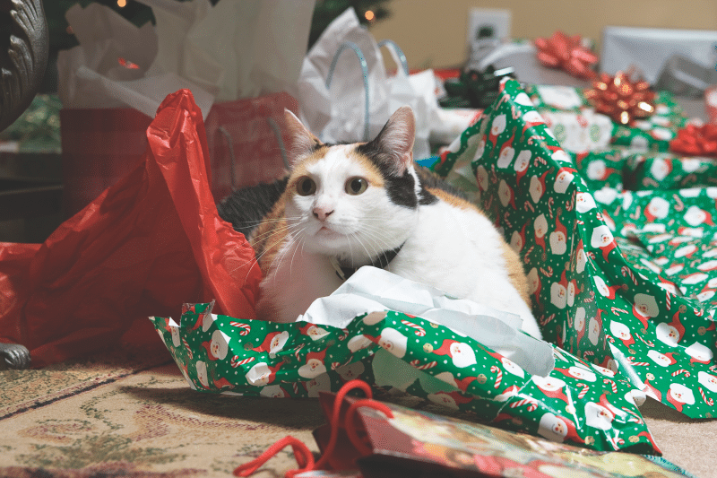 Why Do Cats Go Crazy For Holiday D cor LaptrinhX News Why Do Cats Go Crazy For Holiday D cor LaptrinhX News