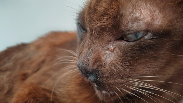 Will a Cat Eye Infection Heal On its Own? Our Vet Explains - Catster