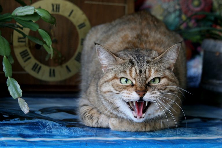 Play Aggression in Cats: Vet-Approved Signs, Causes & Solution - Catster