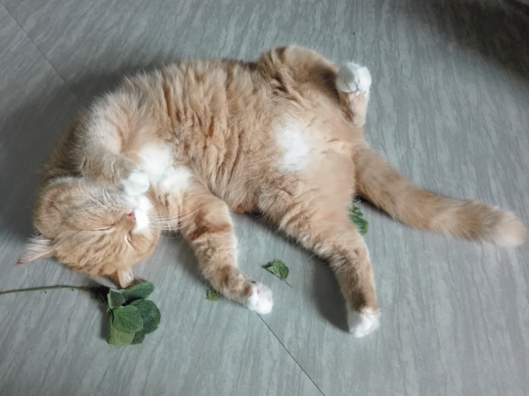 Why Do Cats Go Crazy For Catnip Catster Why Do Cats Go Crazy For Catnip Catster