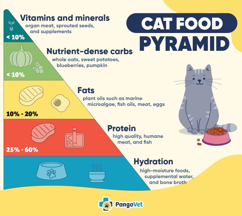 How to Feed Cats Properly: Vet-Verified Methods & Tips - Catster