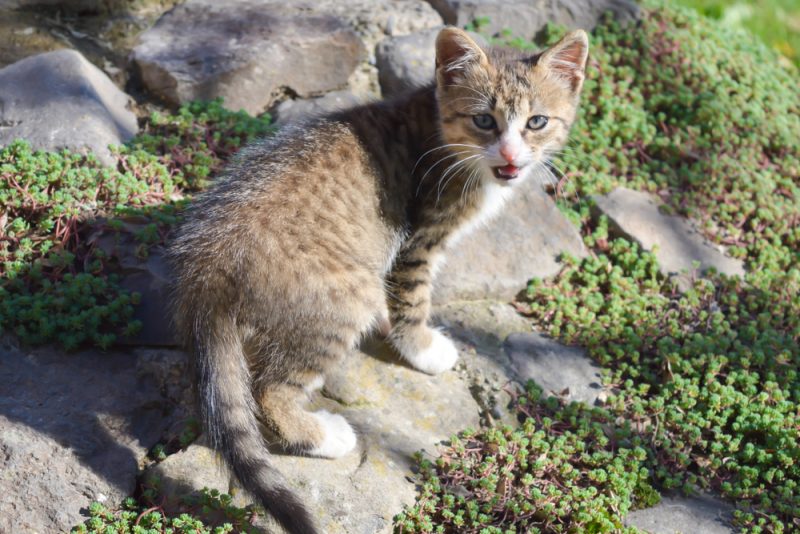 Cat Yowling: Sounds, Meanings, & Why They Do It (Vet-Approved) - Catster