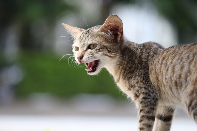 Cat Yowling: Sounds, Meanings, & Why They Do It (Vet-Approved) - Catster