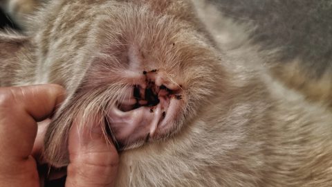 Ear Cancer in Cats: Causes, Signs & Care (Vet Answer) - Catster