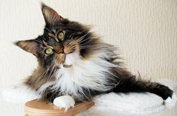 Maine Coon - Catster