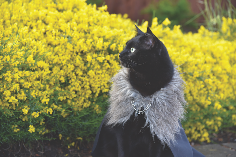 Rover The Cat Does It All