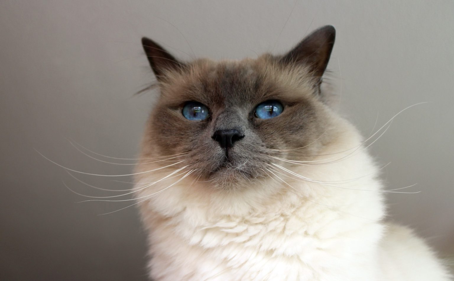 8 Blue-Eyed Cat Breeds: Info, Pictures, Facts & Health (Vet-Verified ...