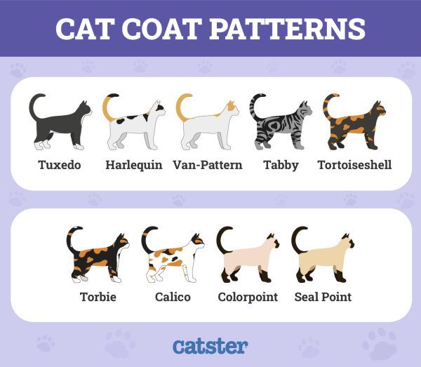 Cat Colors: Vet-Verified Facts Behind Different Coat Types & Patterns ...