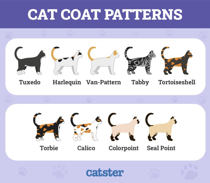 Cat Colors Facts Behind Different Coat Types And Patterns Catster