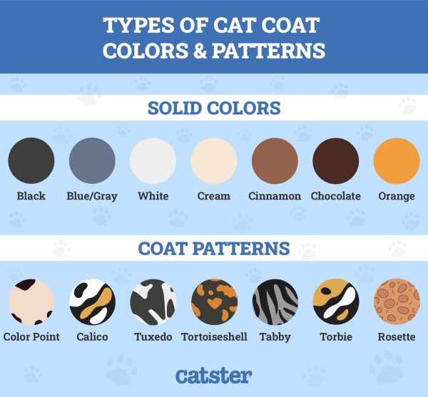 Cat Colors: Facts Behind Different Coat Types and Patterns - Catster