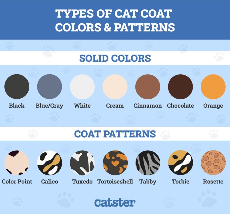 Cat Colors Facts Behind Different Coat Types And Patterns Catster